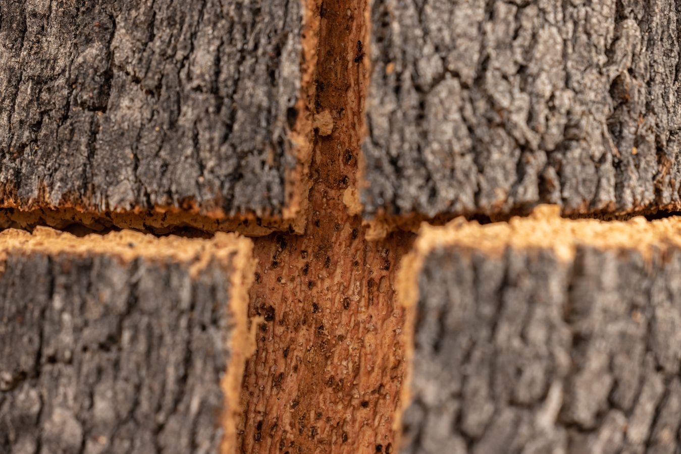 Cork oak